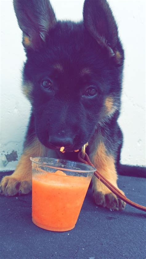 Keona - Modern Dog Magazine