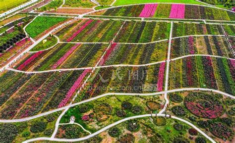 湖北荆州：发展玫瑰产业 助力乡村振兴 人民图片网