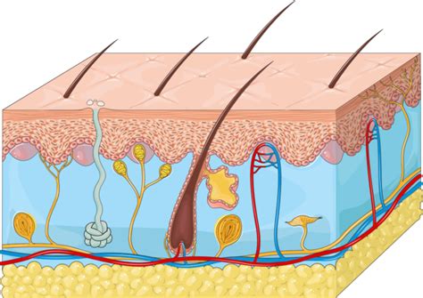 Integumentary System Servier Medical Art