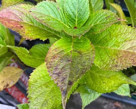 Troubleshooting Hydrangeas 11 Common Problems And Fixes Complete