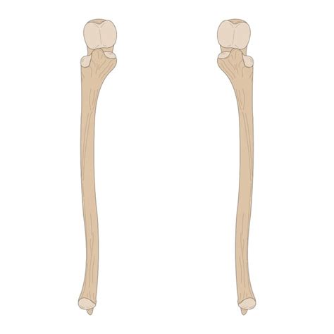 Unlabeled Radius And Ulna