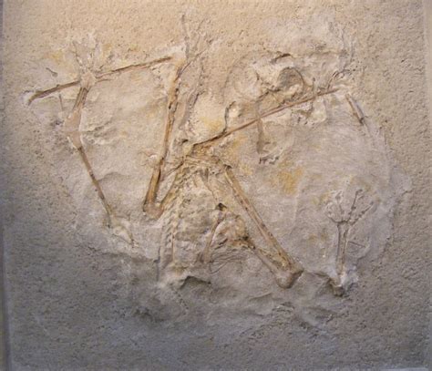 Anurognathus Pictures And Facts The Dinosaur Database