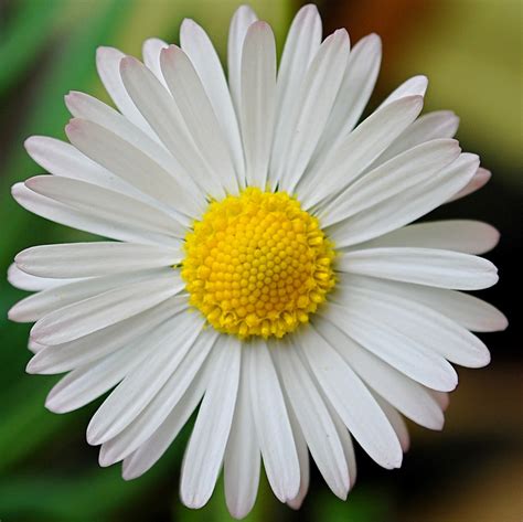 Lexicolatry Daisy The Day S Eye