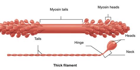 Biol Unit 2 Flashcards Quizlet
