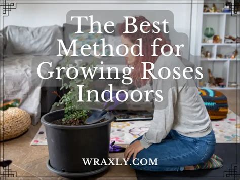 The Best Method For Growing Roses Indoors 2024 Wraxly