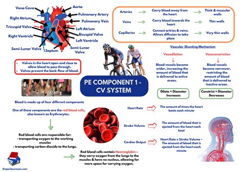 Ocr Gcse C1 4 Cardiovascular System Cheat Sheetpng Classroom 42