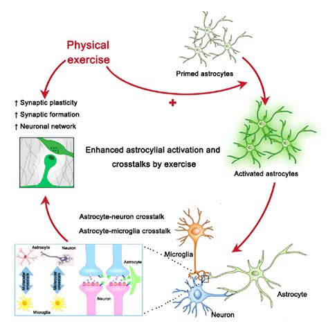 Exercise Induced Astrocytes Activation And Crosstalk With Neuron And Download Scientific
