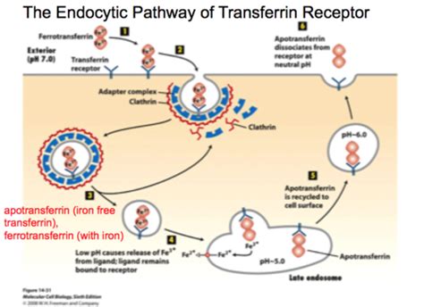 Receptor Mediated Endocytosis Transferrin
