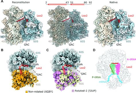 Identification Of Lso2 Bound To Idle 80s Ribosomes A Left 34 Å