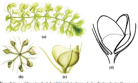 Figure 1 From Waterwheel Plant Algorithm A Novel Metaheuristic