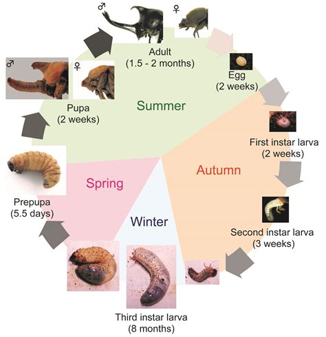 Beetle Life Cycle Stages Frontiers Diversity And Composition Of The