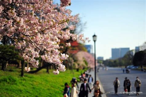 Linux Chown Command Japan Tech