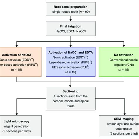 Flowchart Of The Experimental Design And Procedure Download Scientific Diagram