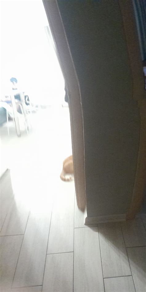 Создать мем смешные кошки кошечка кошка Картинки Meme