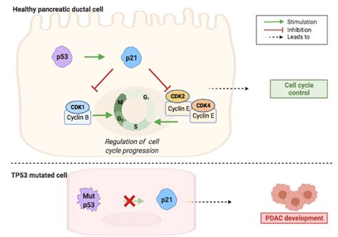Types Of Mutation Cell Cycle At Wendy Ferguson Blog