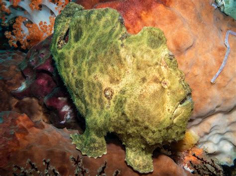Frogfish Habitat And Biology Find Them In Komodo