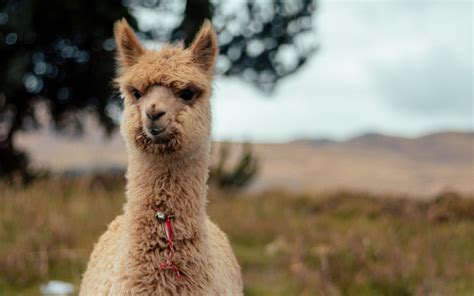 Why We Chose Alpacas As Livestock For Our Small Farm Sunny Simple Living