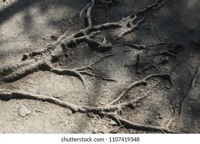 Tree Roots Breaking Through Rock Images Stock Photos D Objects Vectors Shutterstock