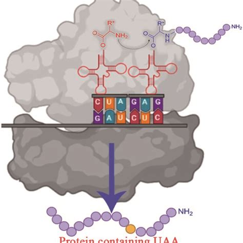 Incorporating Unnatural Amino Acids Into Proteins Using Nonsense Codon Download Scientific