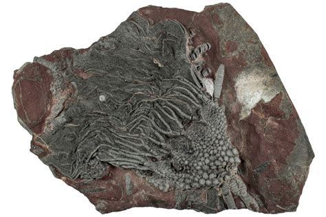 68 Silurian Fossil Crinoid Scyphocrinites Plate Morocco 223283