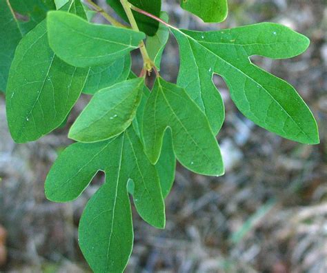 Pinnate Pinnatifid Bipinnate Tripinnate