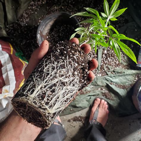 Roots On This Cannabis Clone Are Blowing Up R Gardening