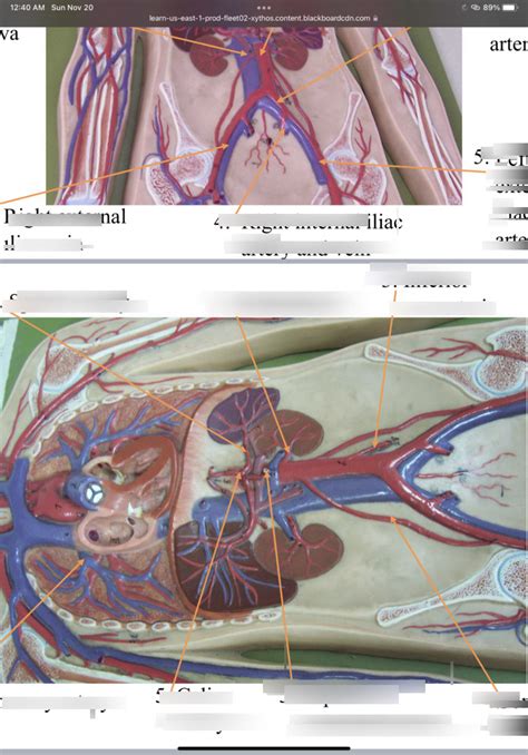 Exam 3 Lab Circulatory Diagram Quizlet