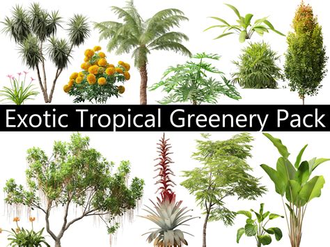 Exotic Tropical Greenery Pack 36 3d Model By 3dgardenplants