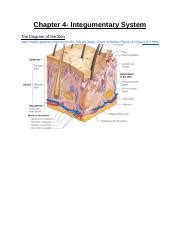 Anatomy Chapter Integumentary System Chapter Integumentary System The Diagram Of The