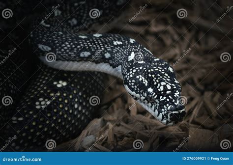 Black Diamond Python Morelia Spilota Spilota A Breed That Lives In