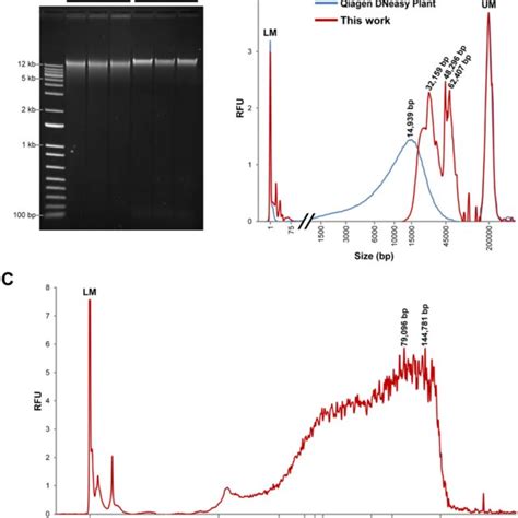 Optimized Genomic Dna Extraction Protocol A Agarose Gel Download Scientific Diagram