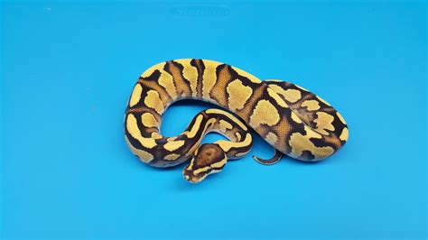 Od Fire Yb Ball Python By The Boa Barn Morphmarket