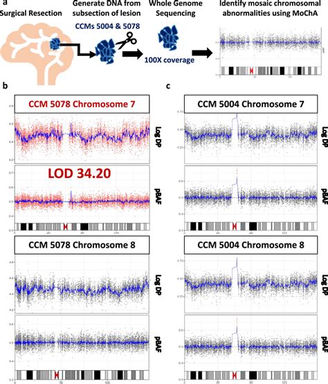 High Coverage Whole Genome Sequencing Confirms Allelic Imbalance In Download Scientific Diagram