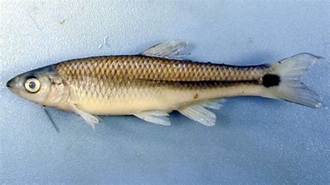 Traffic Noise Blocks Fish Sex Science AAAS