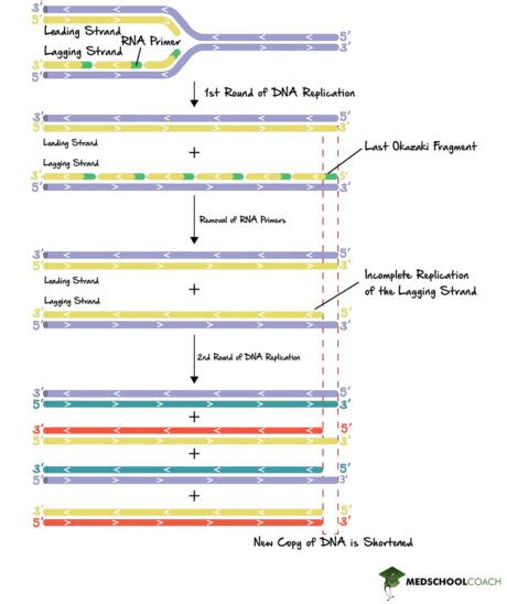 Telomeres And The Dna End Replication Problem Mcat Biology