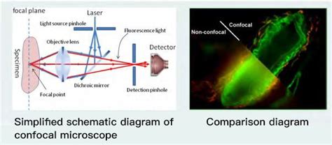 What Is Fluorescence Microscopy And Confocal Microscopy Knowledge