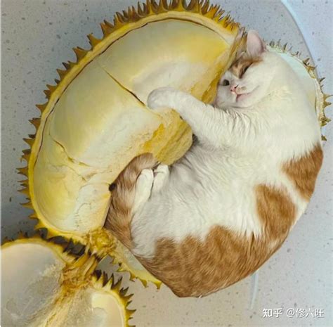 养猫十年平价好物分享 知乎