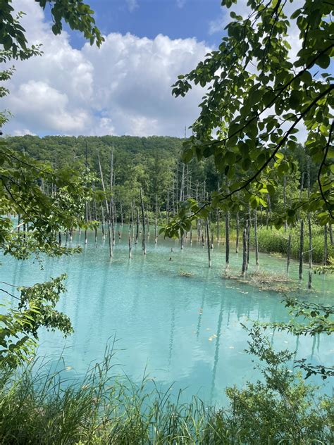 삿포로 출발 비에이 And 후라노 쿠루쿠루버스 일일 투어