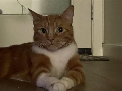 Is He A Tuxedo Cat R Tuxedocats