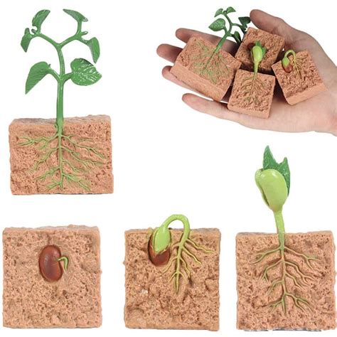 mung bean plant growth model kit simulation the li grandado