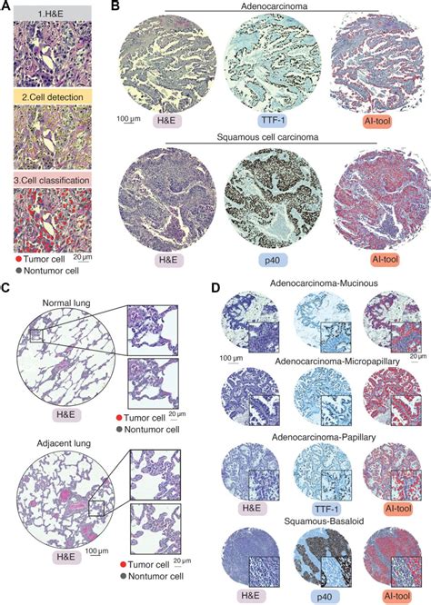 Leukocyte Biology Lab On Linkedin Integrating Ai Powered Digital
