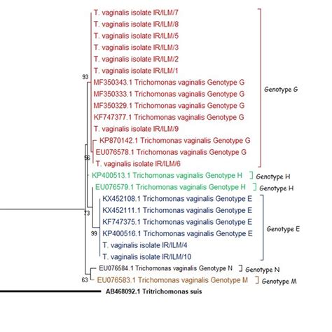 Nested Pcr Result Of T Vaginalis Isolates From Women Patients Of Ilam