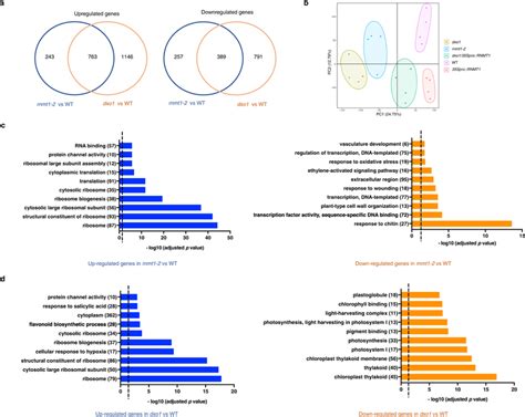 Differentially Expressed Genes Caused By The Rnmt1 2 And Dxo1