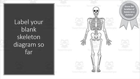 Labelling Bones By Teach Simple