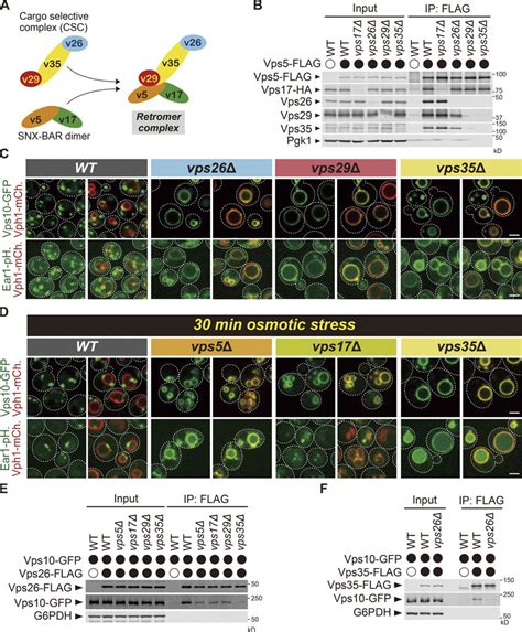 The Retromer Complex Recognizes The Endosomal Cargo Through Vps26 And Download Scientific