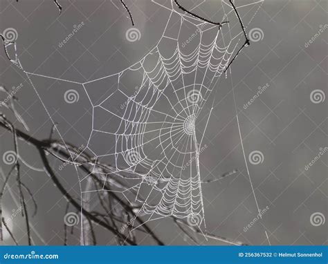 Frozen Spider Web Frozen Nature A Cobweb On The Grass In A Woods Covered By Iced Frost Stock