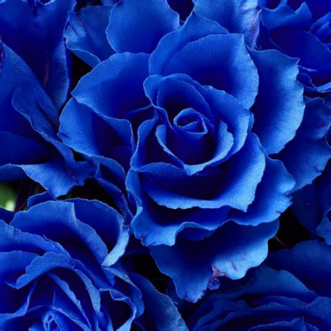 Blue Rose Wallpapers 4k Hd Backgrounds On Wallpaperbat