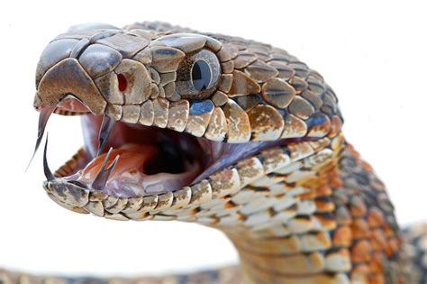 Premium Photo A Cobra Striking With Its Fangs Exposed