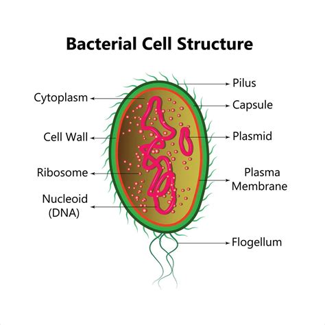 Bacterial Cell Anatomy Labeling Structures On A Bacillus Cell With Nucleoid Dna And Ribosomes