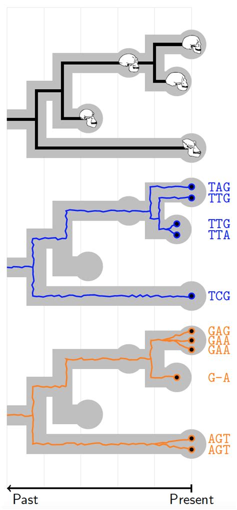 Two New Phd Positions In The Centre For Computational Evolution — This
